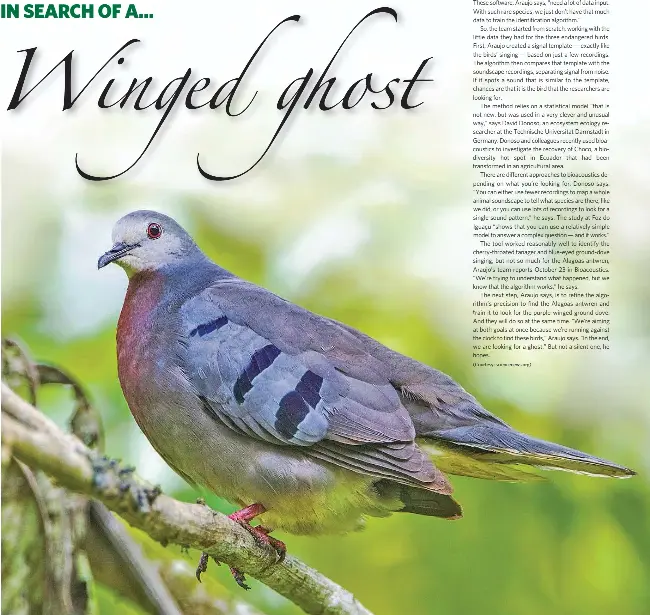 IN SEARCH OF A… - PressReader