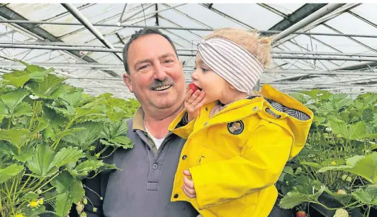 Lokale Erdbeeren vier Mal teurer als spanische - PressReader