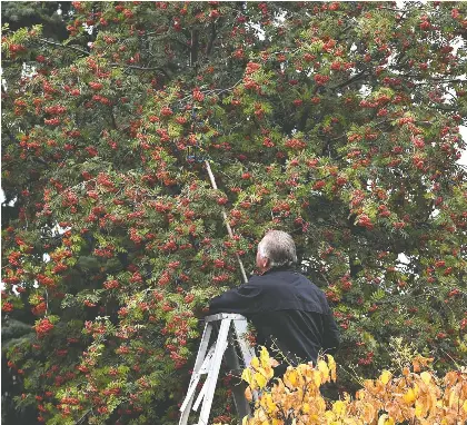 HOW TO DEAL WITH MOUNTAIN ASH ISSUES - PressReader