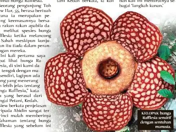 Lima tahun bercambah, mekar seminggu - PressReader