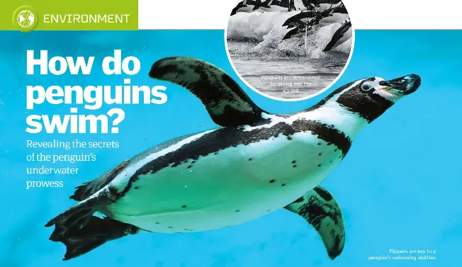 How do penguins swim? - PressReader