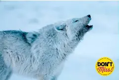 DOGS IN THE WILD: MEET THE FAMILY BBC1 8PM - PressReader