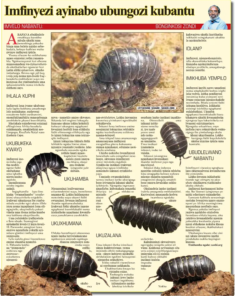 Imfinyezi ayinabo ubungozi kubantu - PressReader