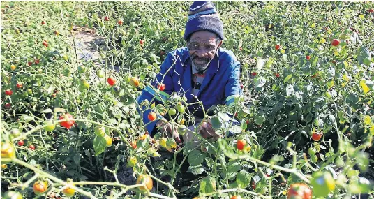 Keiskammah­oek farming projects sweet like Soyi's chilli - PressReader