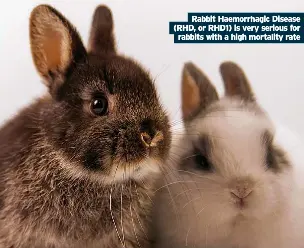 Should we get rabbits jabbed? - PressReader