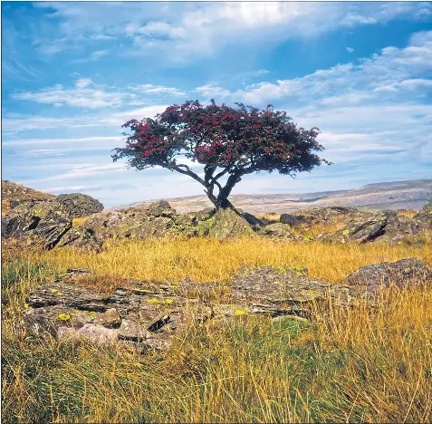 Honest Truth Rowan tree’s roots reach deep into literature, mythology ...