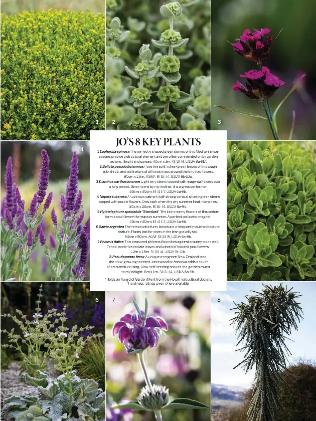 JO’S 8 KEY PLANTS - PressReader