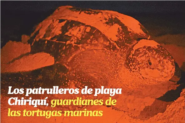 Guardianes de las tortugas marinas - PressReader