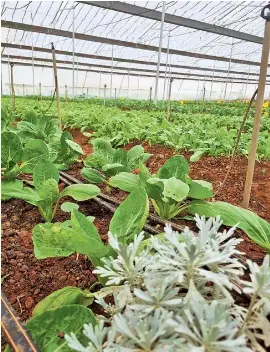 The farm in a box - PressReader