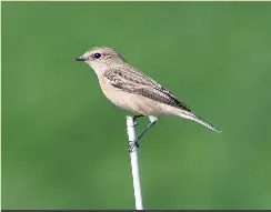 Poop scoop - PressReader