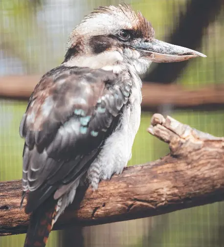 Kookaburra story worth stickybeak - PressReader
