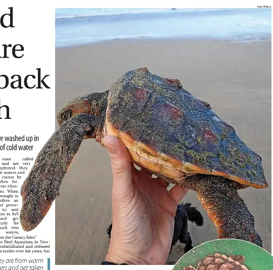 Stranded turtles are nursed back to health - PressReader