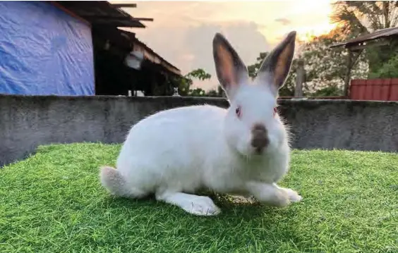 GIVING RABBITS A TRY: WHAT YOU NEED TO KNOW BEFORE RAISING RABBITS AS ...