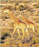 The struggle to preserve South Africa’s wildlife - PressReader