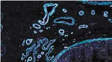 Scientists map out 37 tril. human cells for disease insight - PressReader