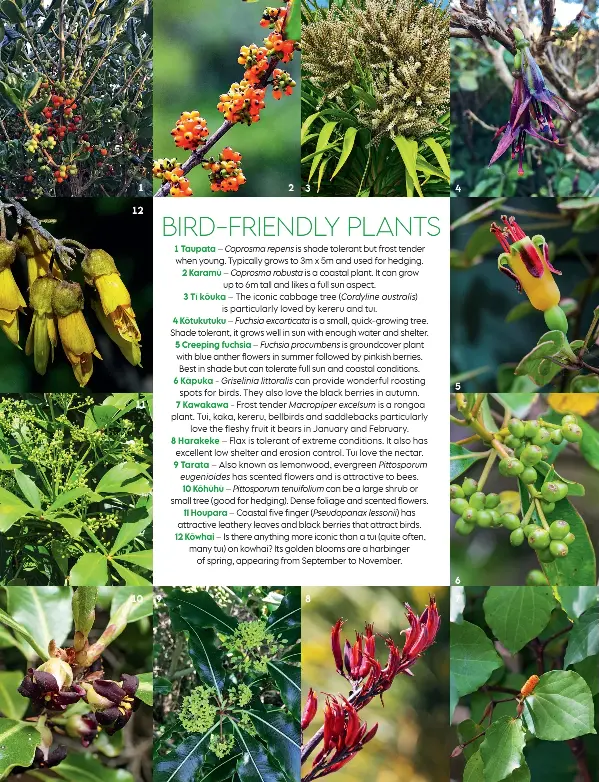 BIRD-FRIENDLY PLANTS - PressReader
