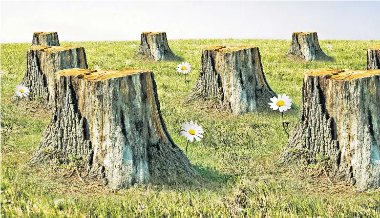 The environmen­talists felling trees in the name of biodiversi­ty - PressReader