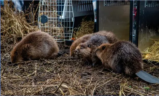 ‘Milestone’ as beaver family relocated to Loch Lomond - PressReader