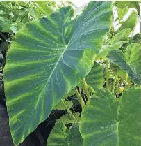 Taro leaves lift the tropical vibe of the winter garden - PressReader