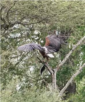 ZANDER BOTHA - PressReader