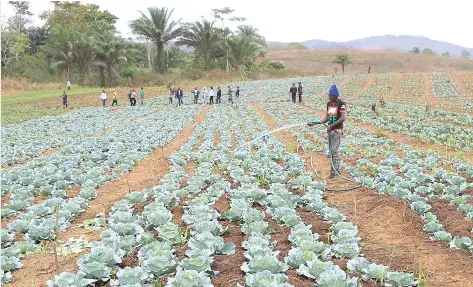 Escassez de chuvas afecta produção agrícola no Zaire - PressReader