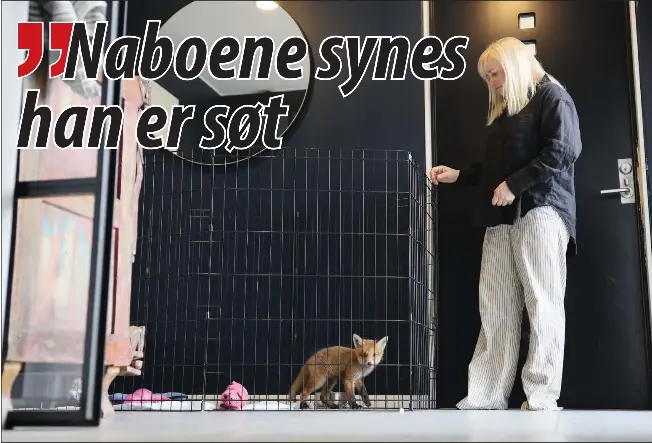 Naboene synes han er søt - PressReader