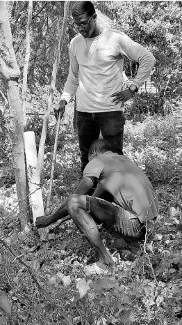 Invasive Cuban Tree Frog a serious threat to Jamaica - PressReader