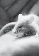 Man gives up nearly 1,000 rats - PressReader