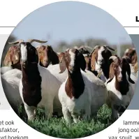 BOER SÓ MET BOERBOKKE - PressReader