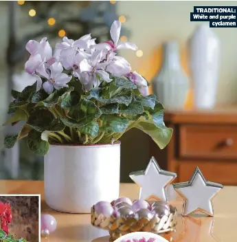 Faithful flowers - PressReader