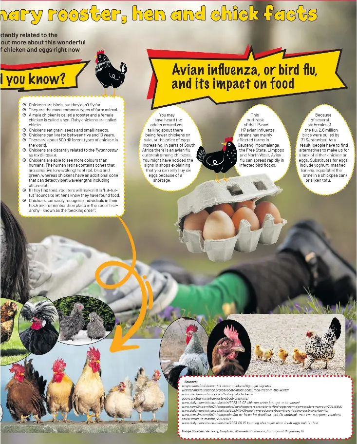 Nary rooster, hen and chick facts - PressReader