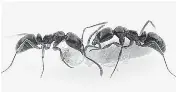 A stinging ant has invaded NC, and its bite can be deadly | The ...