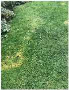 ASK DIARMUID - PressReader