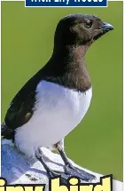 Tiny bird has power - PressReader