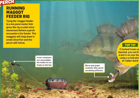 RUNNING MAGGOT FEEDER RIG - PressReader