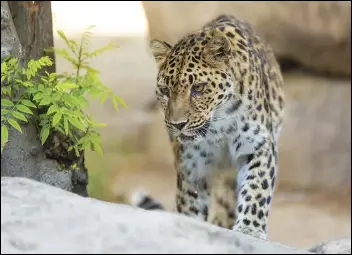 Critically endangered leopard dies at Palm Desert zooL - PressReader