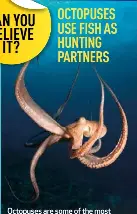 OCTOPUSES USE FISH AS HUNTING PARTNERS - PressReader