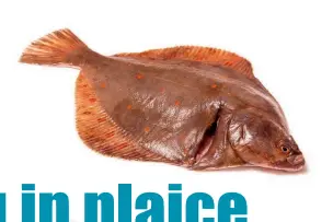 Plaice farming - PressReader