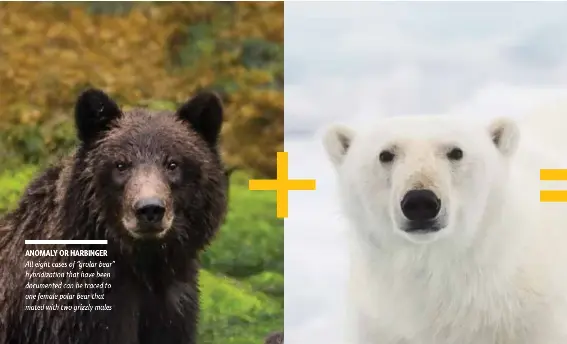 The Curious Case of the Grolar Bear - PressReader