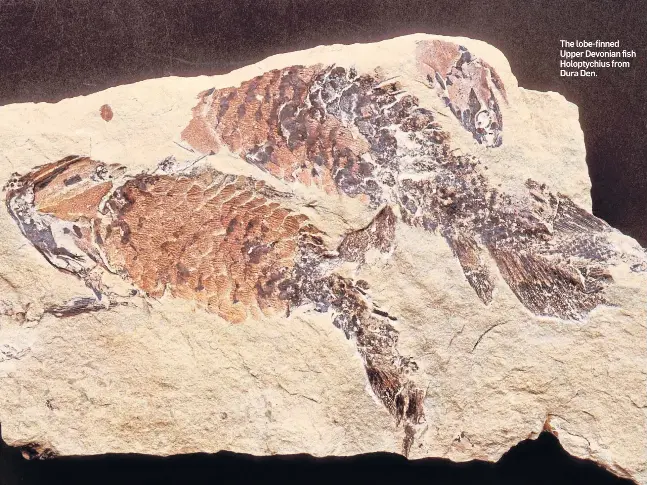 The rich story of Scotland’s fossils - PressReader