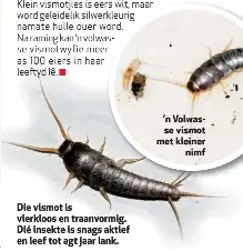 VISMOTTE - PressReader