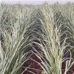 Boere gee raad, maar gaan Eskom luister? - PressReader