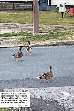 Horror as duck killed in front of children - PressReader