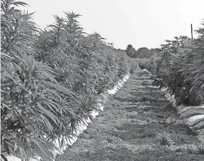 How Farm Bill changes will impact Del. hemp growers - PressReader