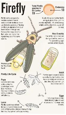 Newly discovered fireflies stir hopes of other species - PressReader