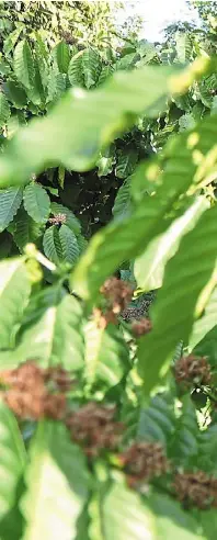 Reorder in the world of coffee - PressReader