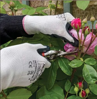 Deadheadin­g the garden is good Flowers in your - PressReader