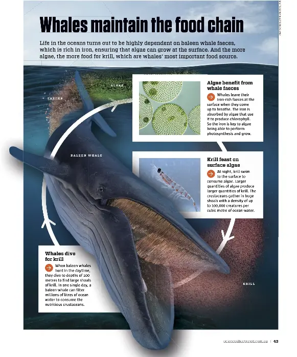Whales maintain the food chain - PressReader