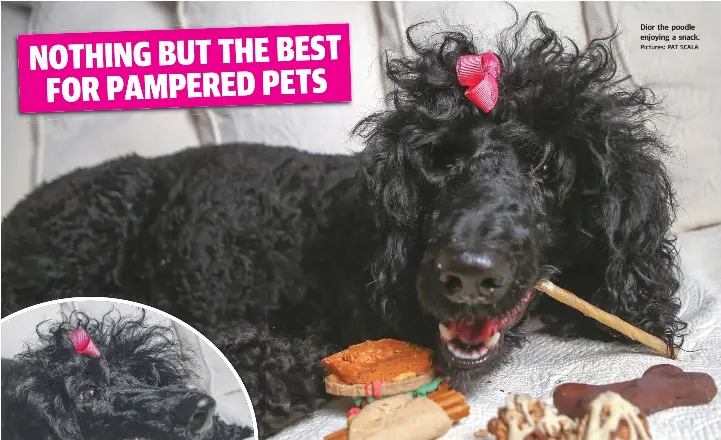 NOTHING BUT THE BEST FOR PAMPERED PETS - PressReader
