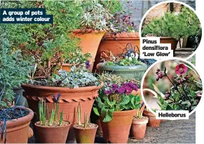 Keeping container plants cheerful isn’t just pot luck - PressReader
